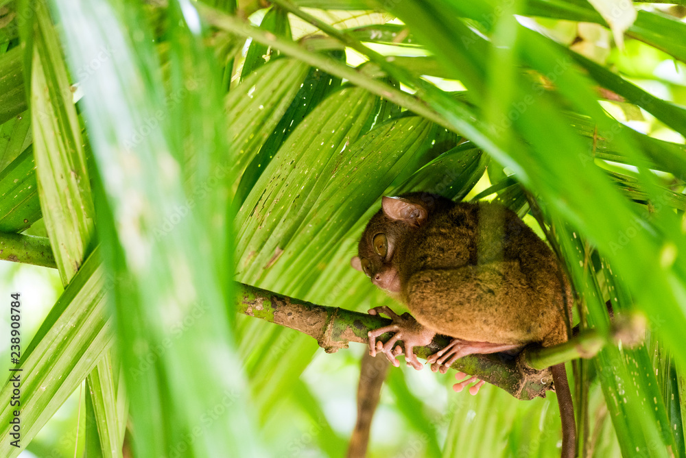 Philippine tarsier sitting on a tree, Bohol, Philippines. With ...