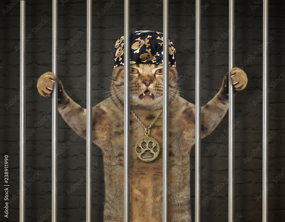 The cat bandit in a bandana with a medallion is behind bars in the ...