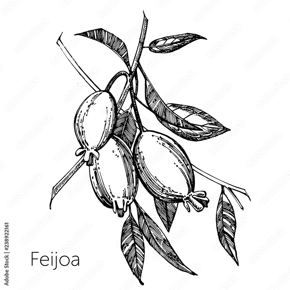 Collection of feijoa fruit, flower, leaves and feijoa slice. Vector ...