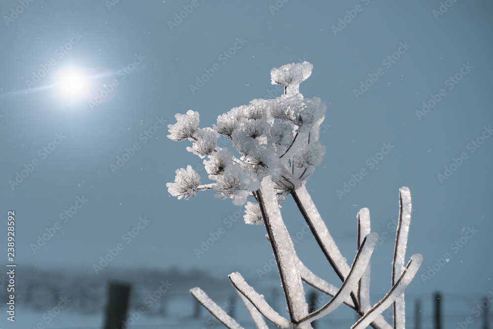 Blüten an Halmen sind von Eis umschlossen und funkeln im Gegenlicht ...