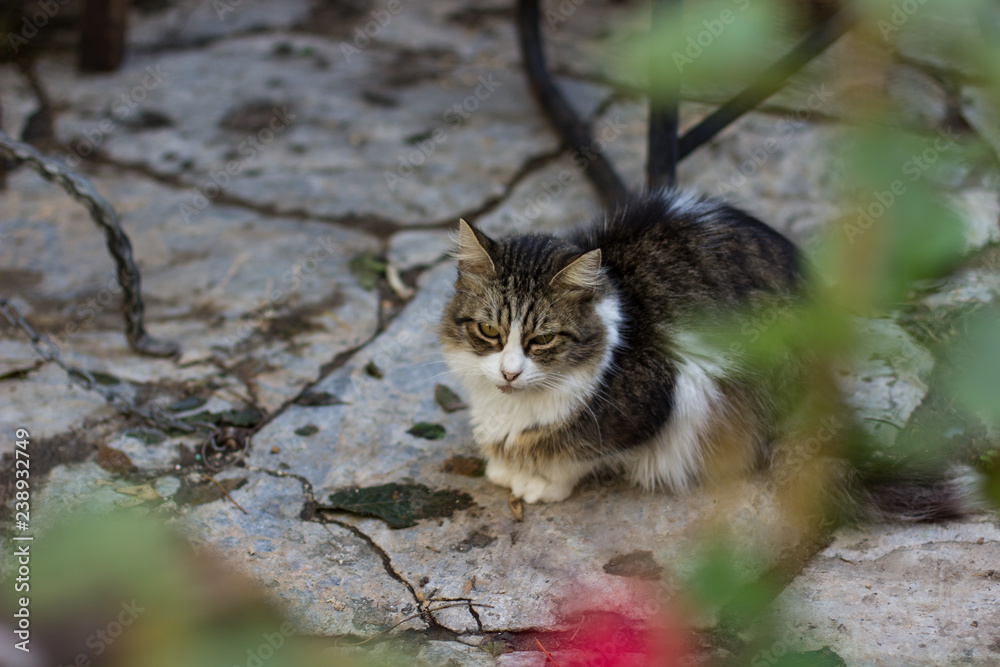 Animal Foreshortening Photography