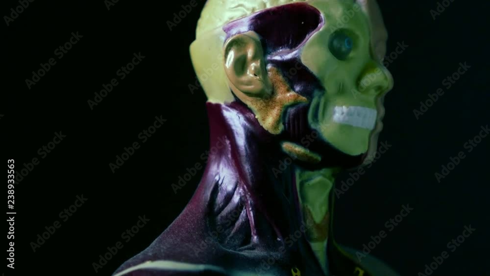 Human body in an anatomy classroom. Studying single body parts. Doctor ...