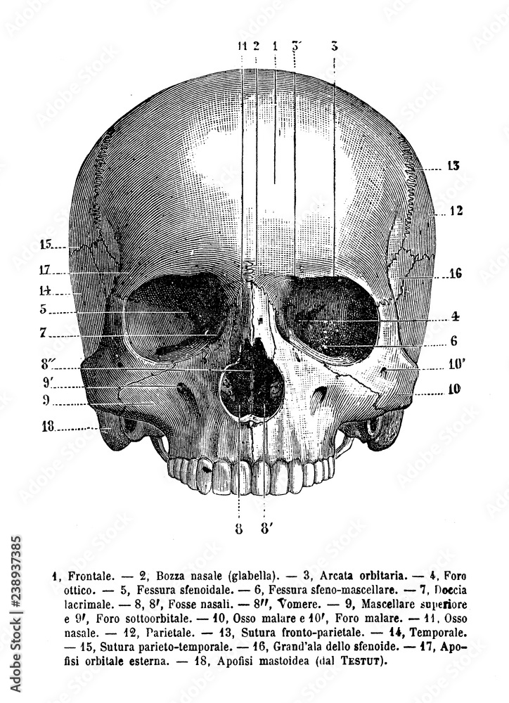 Vintage illustration of anatomy, human skull frontal view, anatomical ...