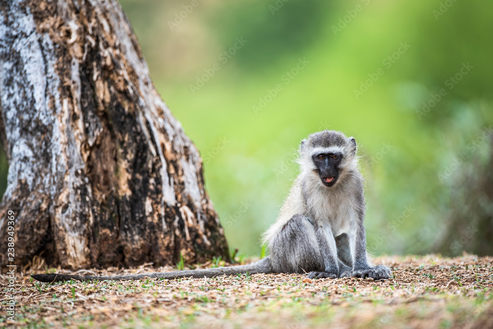 Vervet monkey Stock Photo | Adobe Stock