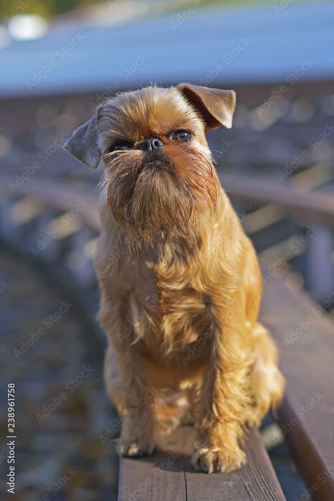 Brussels Griffon Red