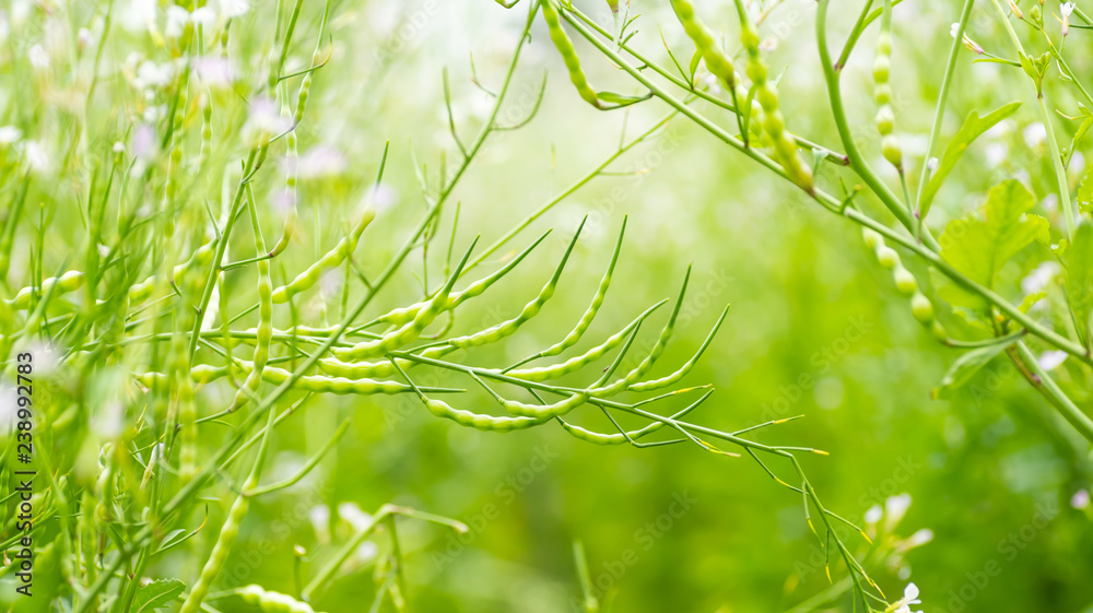 Rat-tailed Radish, Serpent radish or Tail-pod radish (Raphanus caudatus ...