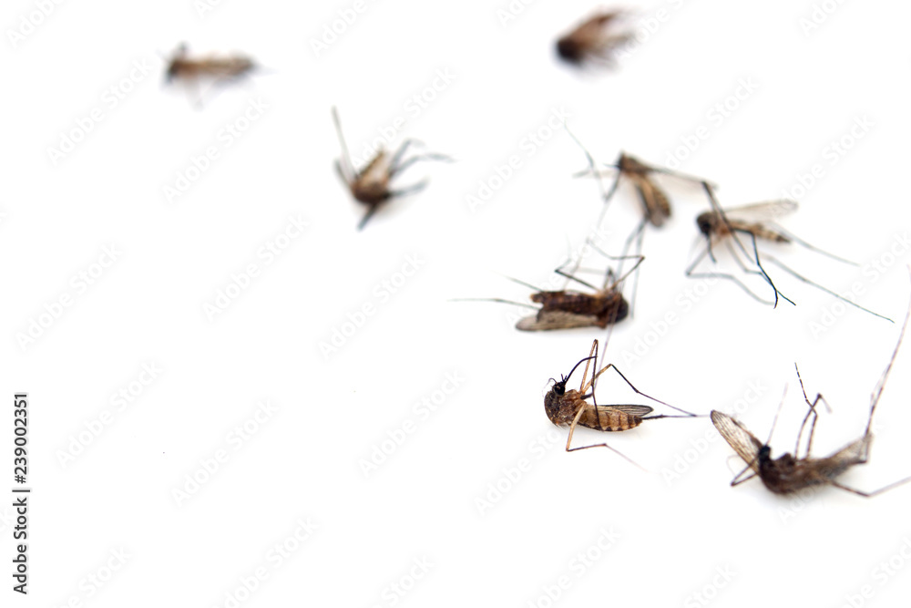 The dead mosquito remains isolated on a white background for graphic ...