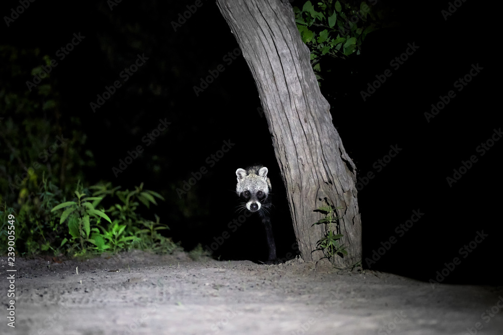 African civet, Civettictis civetta, night photo of wild, largest civet ...