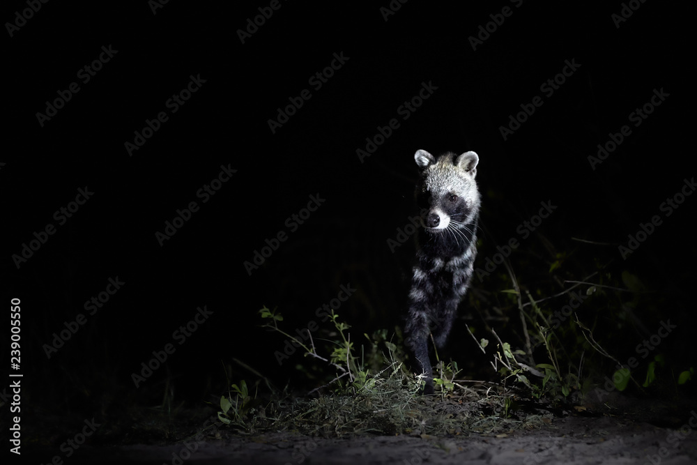 African civet, Civettictis civetta, night photo of wild, largest civet ...