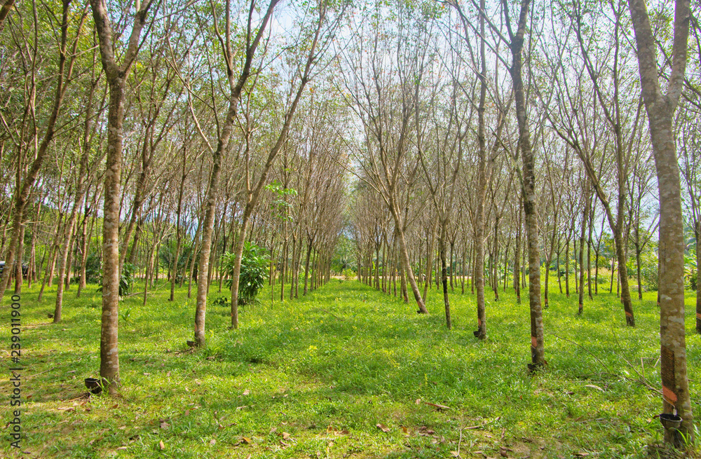 Sharinga (seringueira) tree alley. Row of Para Rubber Tree (Hevea ...