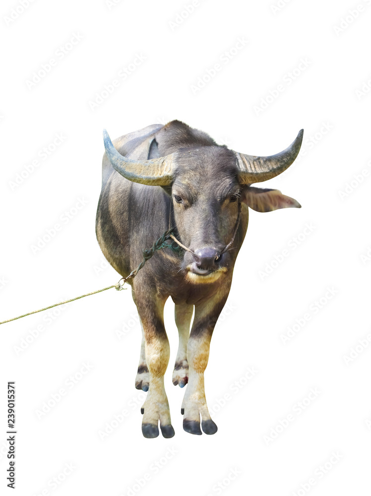 Asian buffalo standing with rope and looking at camera isolated on ...