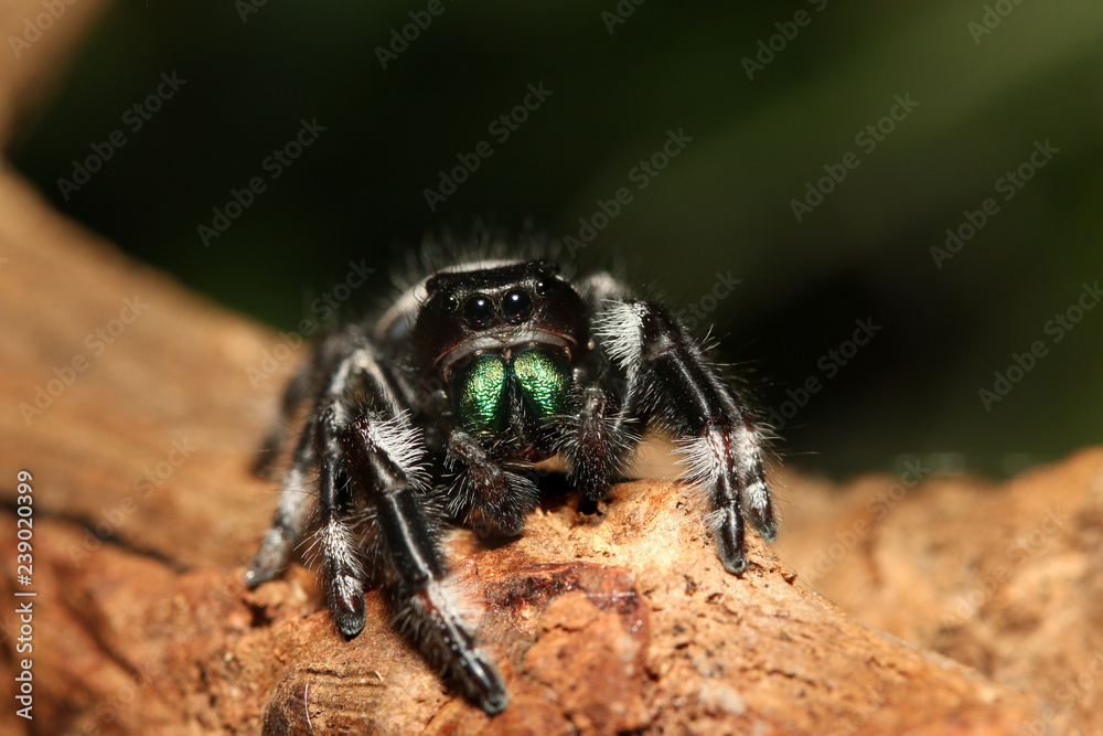 Colorful male of a Regal jumping spider sitting on a branch with a ...