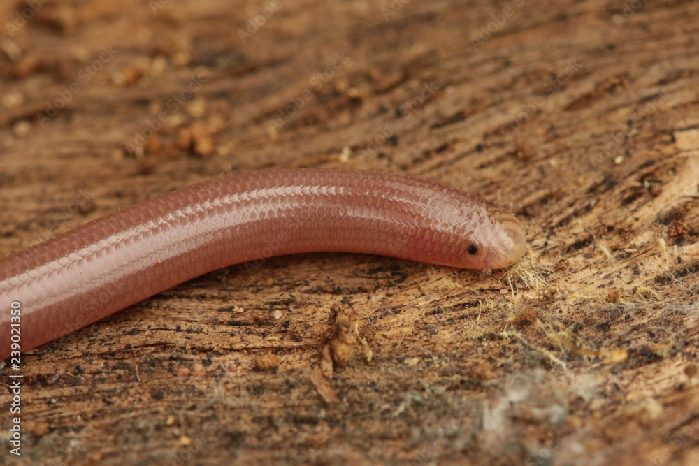 European worm snake - a close view of a rare reptile species living in ...
