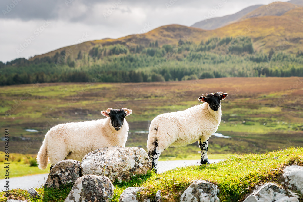 Scottish Blackface sheeps standing in green grasslands surrounded by ...