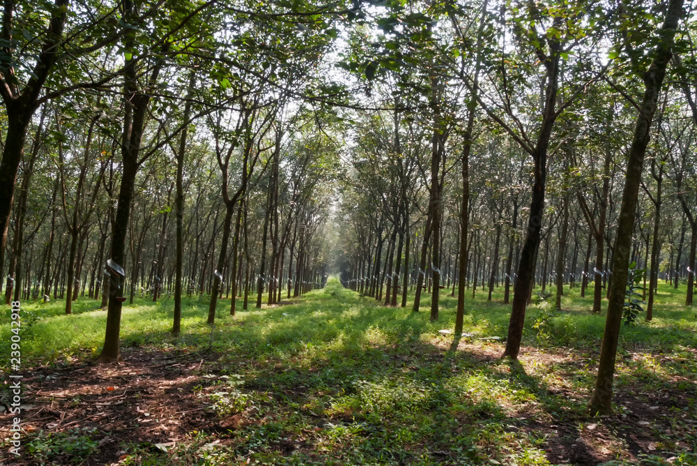 the rubber tree and resin, rubber farms, harvested and work in ...