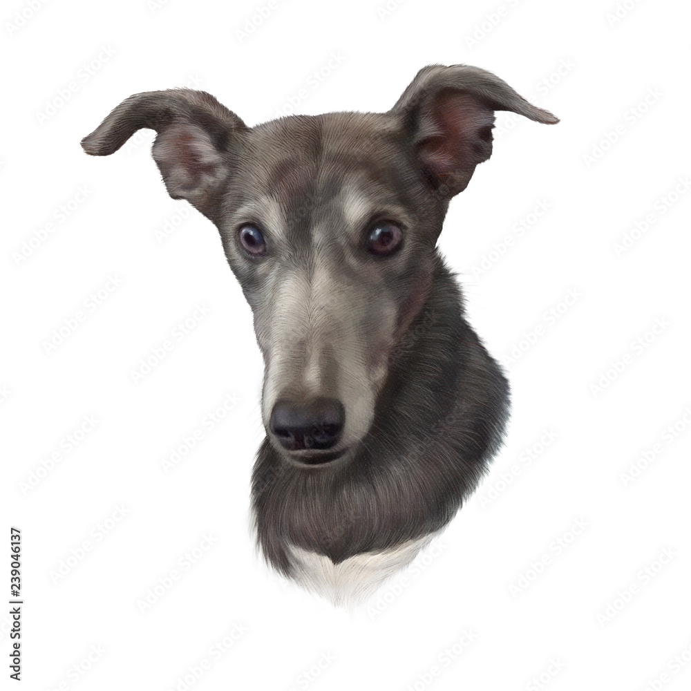 Is A Rampur Greyhound A Good Pet