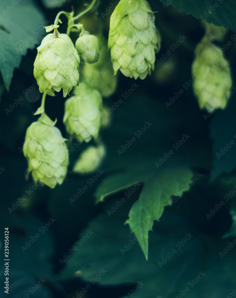 Green fresh hop cones for making beer and bread closeup, agricultural ...
