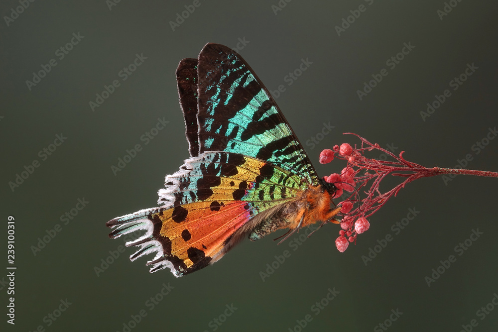 Madagascan Sunset Moth (Chrysiridia rhipheus) , One of world's most ...