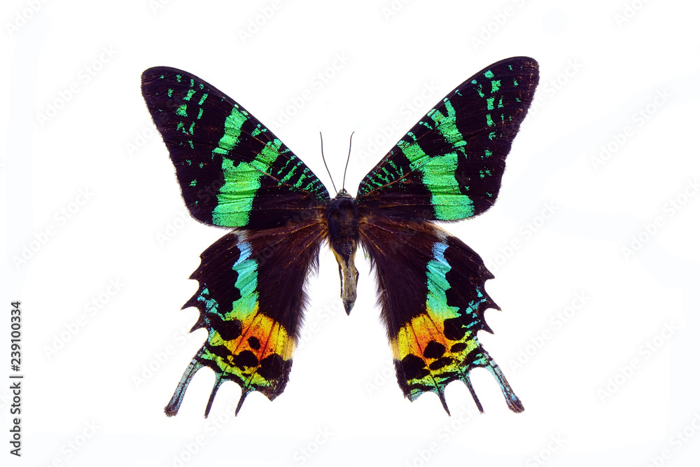 Madagascan Sunset Moth (Chrysiridia rhipheus) , One of world's most ...