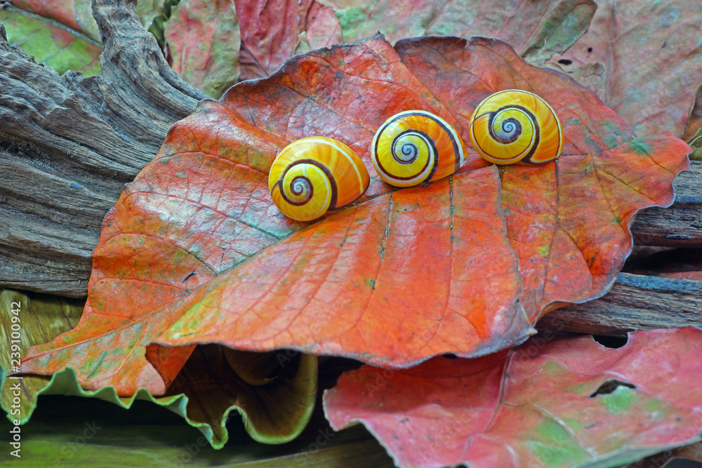 Snails : Polymita picta or Cuban snails one of most colorful and ...