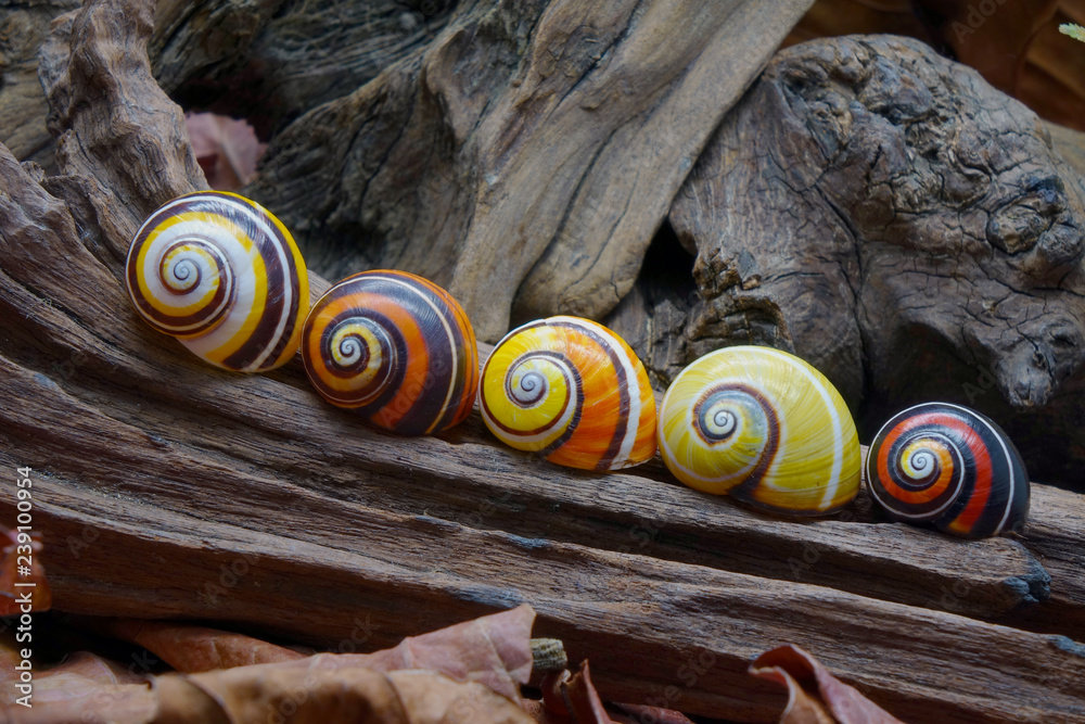 Snails : Polymita picta or Cuban snails one of most colorful and ...