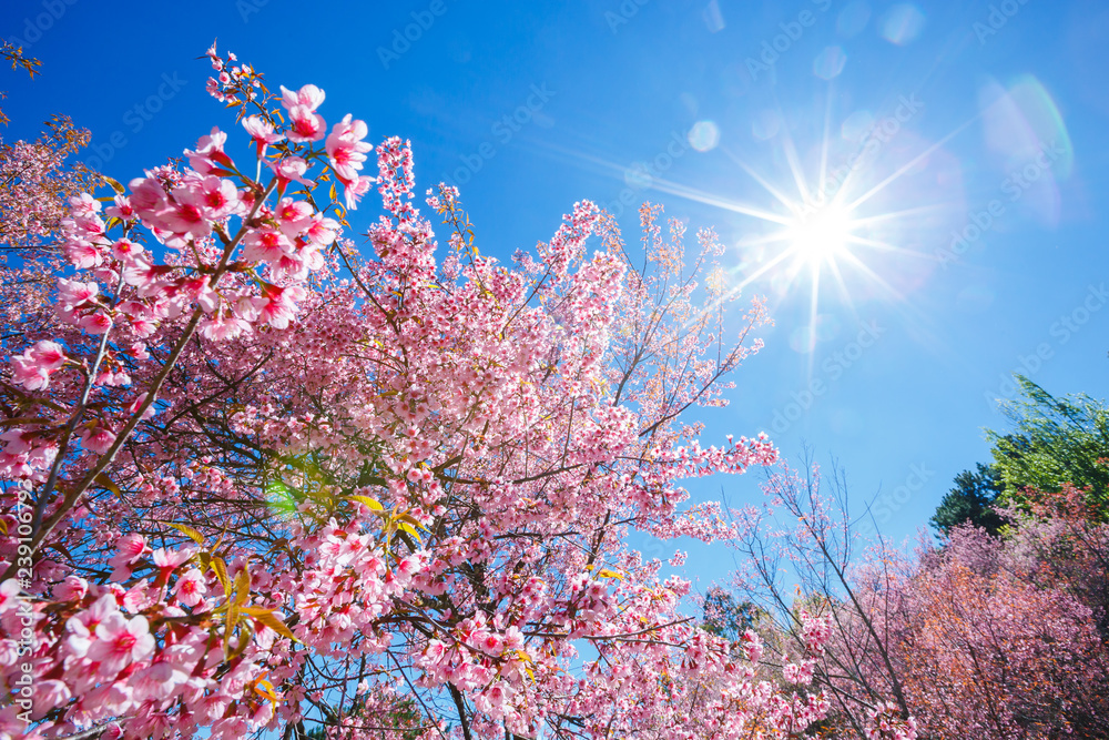 Blooming blossom store