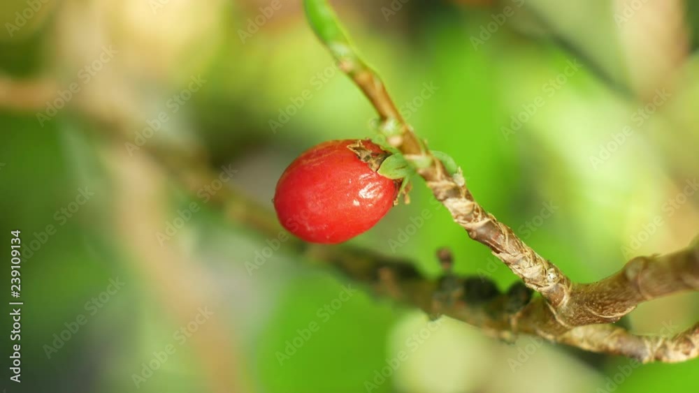 Erythroxylum coca, coca bush in a flowerpot in a tropical greenhouse ...