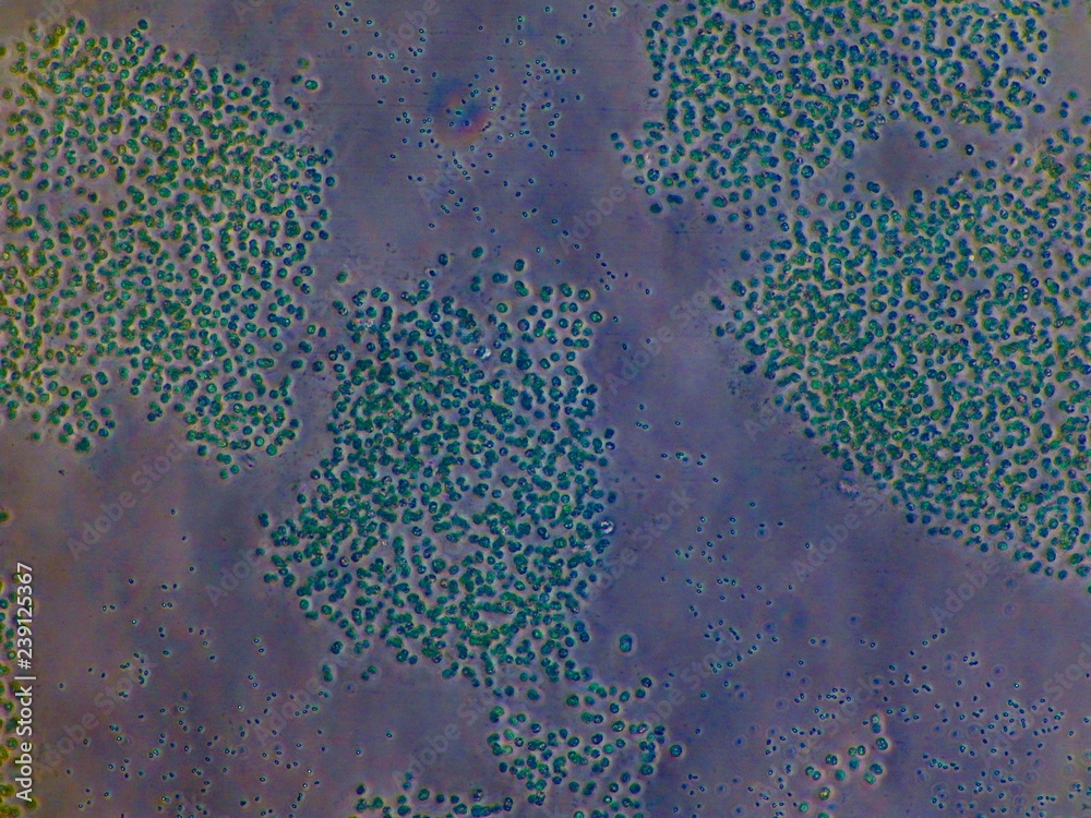 phytoplankton cells Stock Photo | Adobe Stock