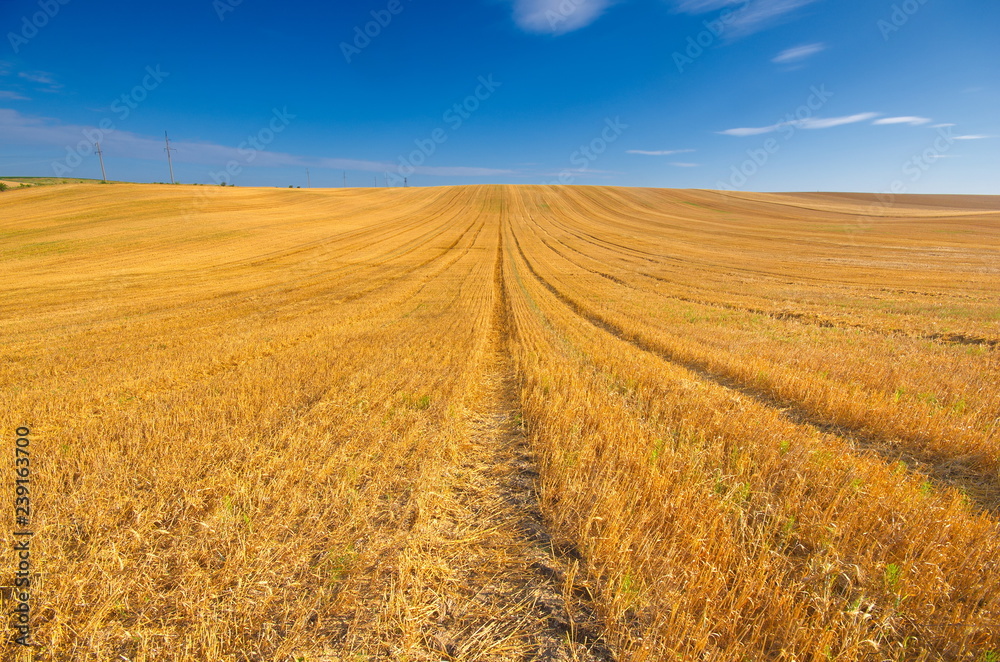Big yellow field after harvesting. Mowed wheat fields under beautiful ...