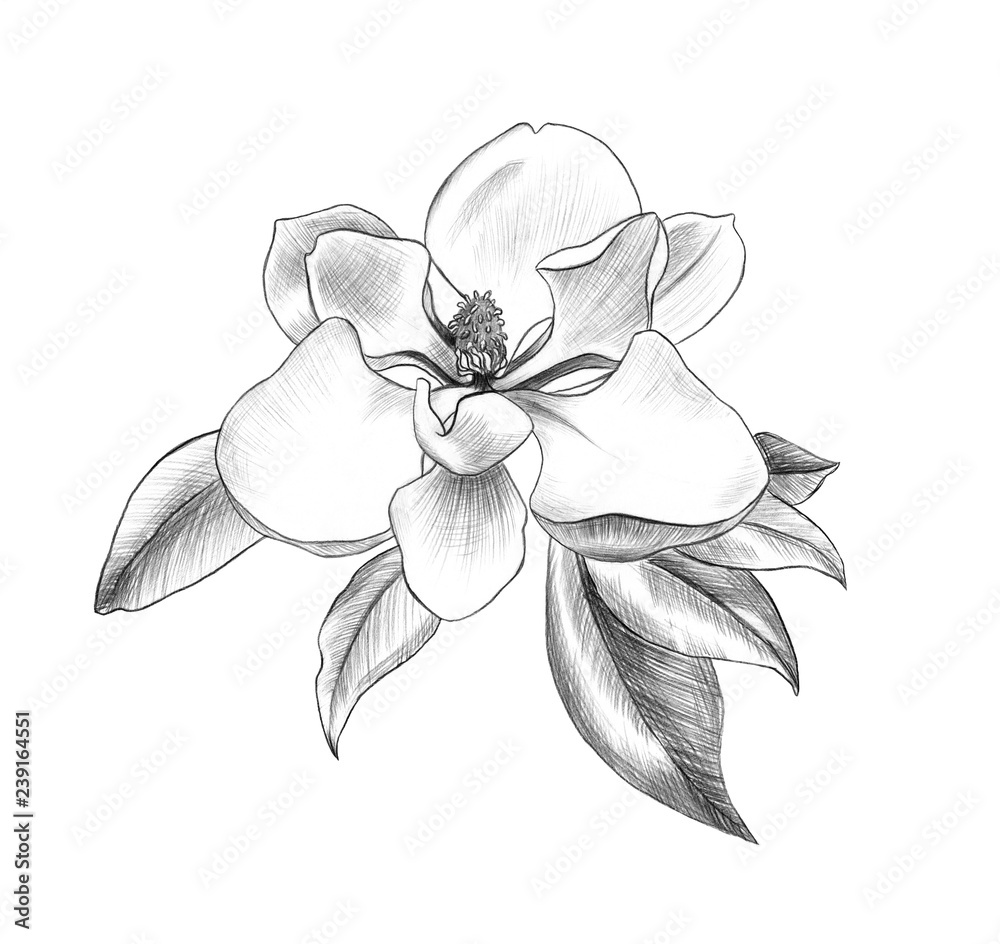 flower of magnolia, penci hand art, graphic design element for postcard ...