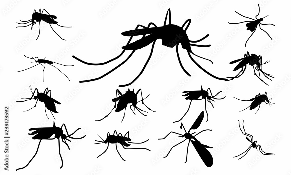 Set of Mosquito Silhouette vector illustration, Close Up Mosquito ...