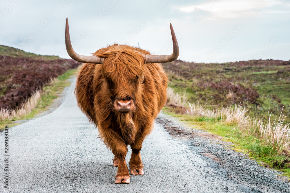 Foto de Scottish Highland Cattle bull with big horns stands on a street ...