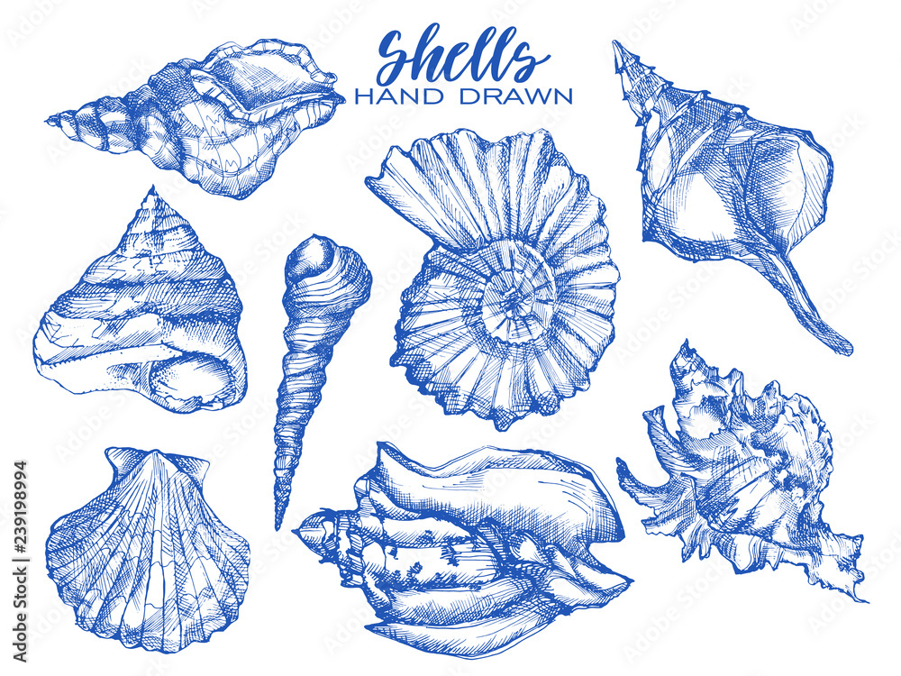 Vector tropical sea shells. Seashell set isolated.Hand drawn ... Vector tropical sea shells. Seashell set isolated.Hand drawn ...