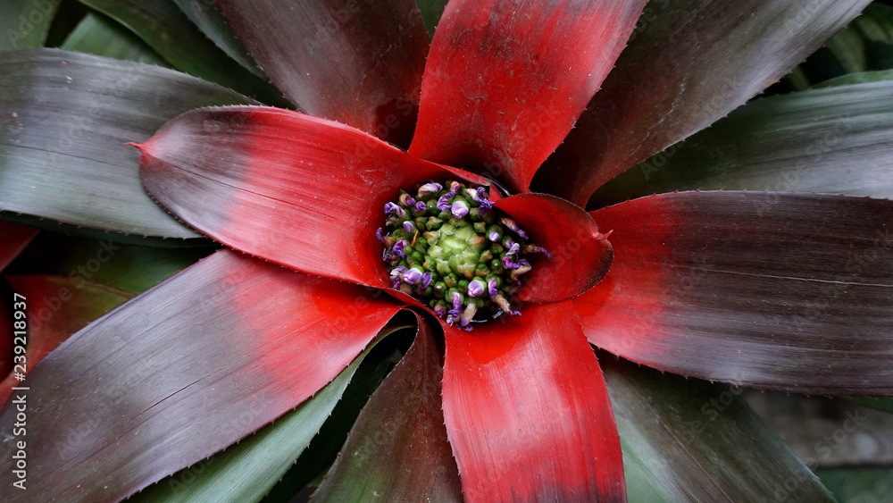 South American Flowers