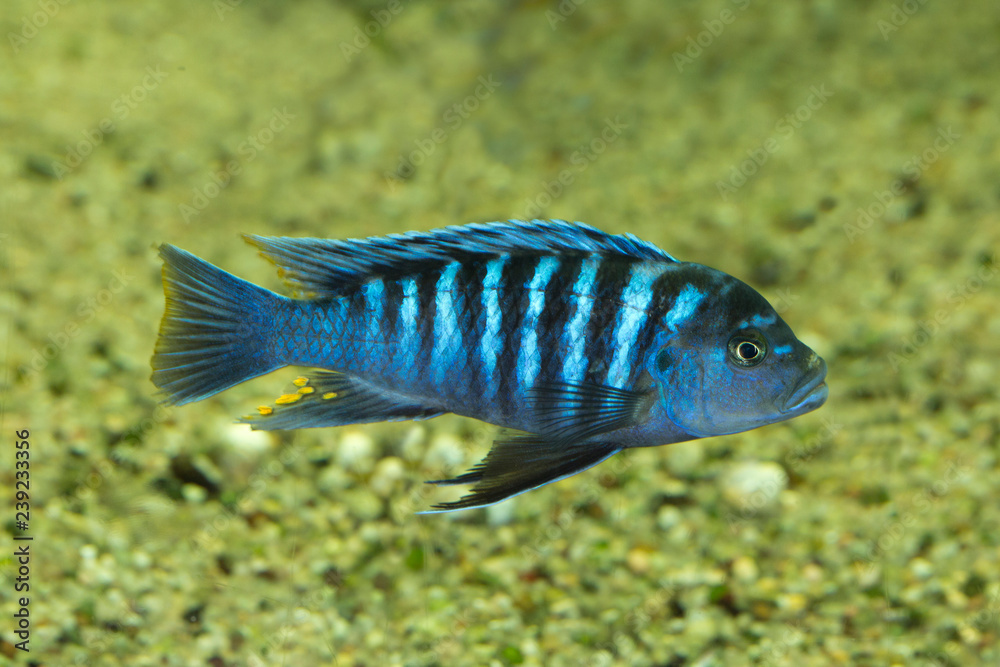 Zebra mbuna (Maylandia zebra). Stock Photo | Adobe Stock