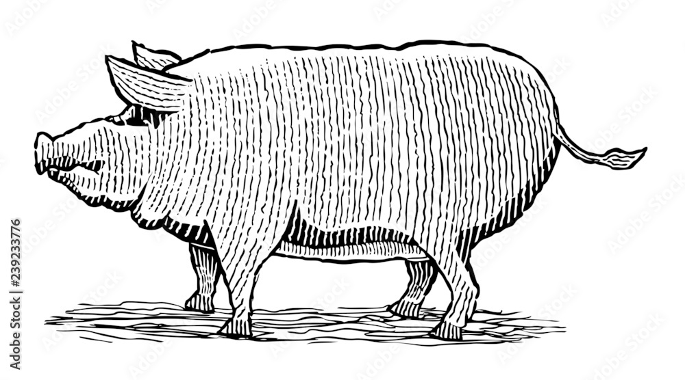 Woodcut illustration of a pig profile. Stock Vector | Adobe Stock
