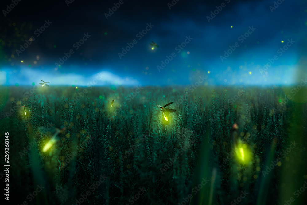 Grassy Field At Night
