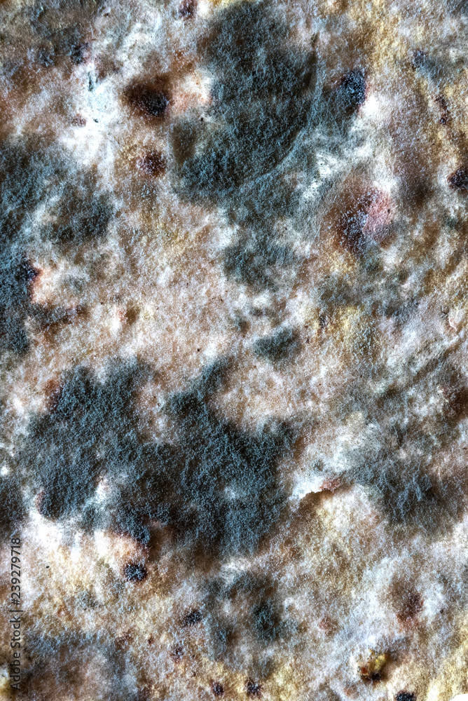 Rotten Chapati - Indian whole wheat flat bread texture Stock Photo ...