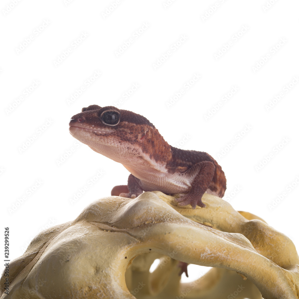 geco con sfondo bianco Stock Photo | Adobe Stock
