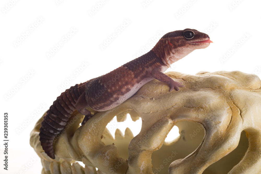 geco con sfondo bianco Stock Photo | Adobe Stock