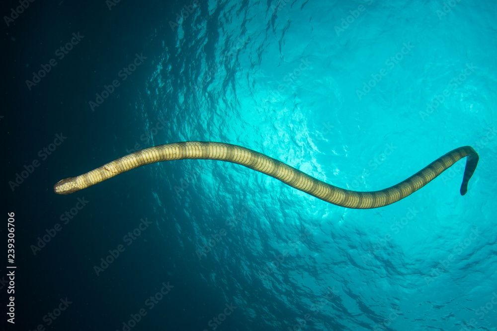 Banded Sea Snake Stock Photo | Adobe Stock