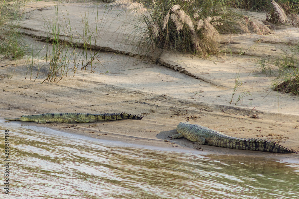 crocodiles with long maw lies on the river coast in the rays of the ...