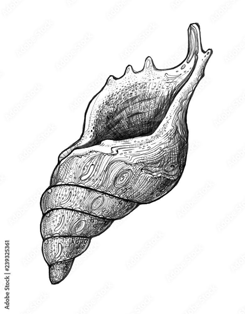 Seashell Pen Drawing