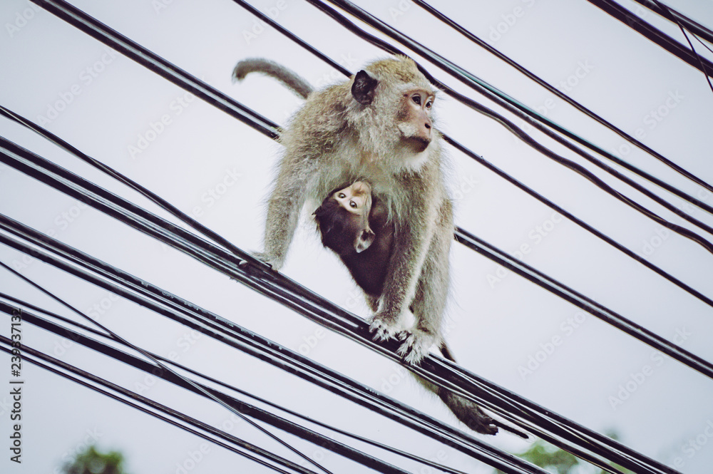 Monkey with baby climbing on electricity wires in Thailand. Stock Photo ...