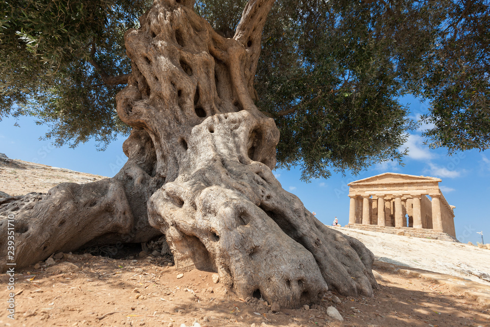 An olive tree frames the ancient Temple of Concordia in the ...