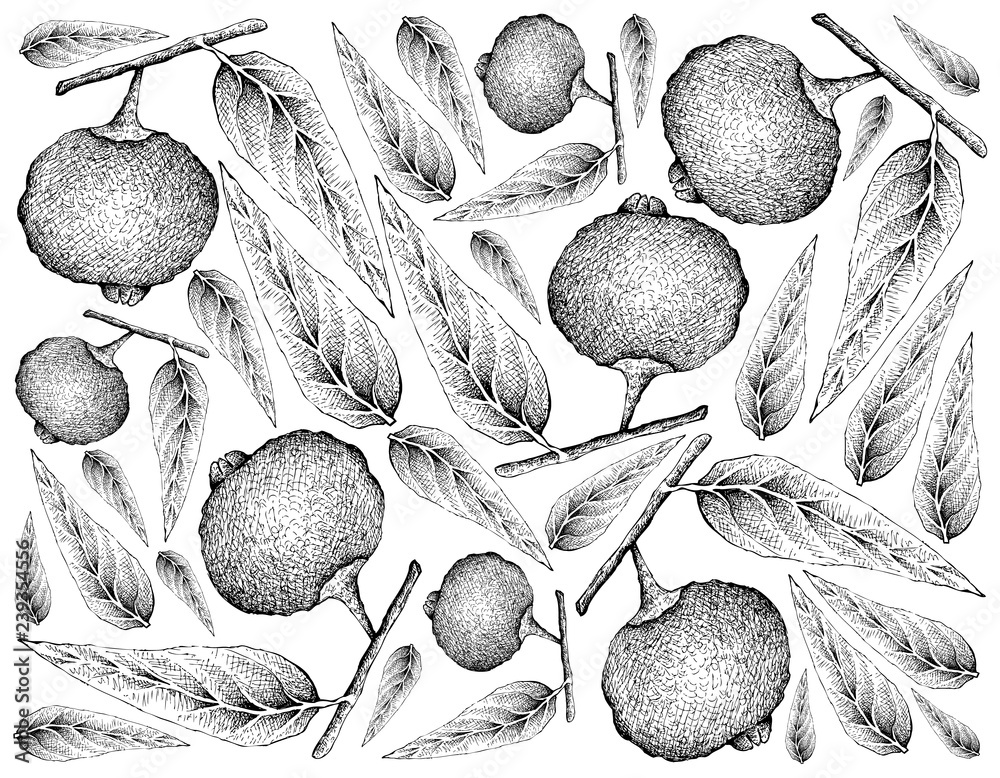 Tropical Fruit, Illustration Wallpaper of Hand Drawn Sketch Ripe and ...