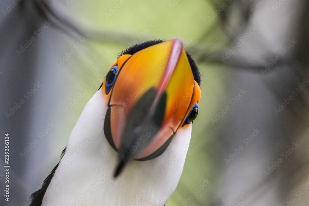 toucan front view Stock Photo | Adobe Stock