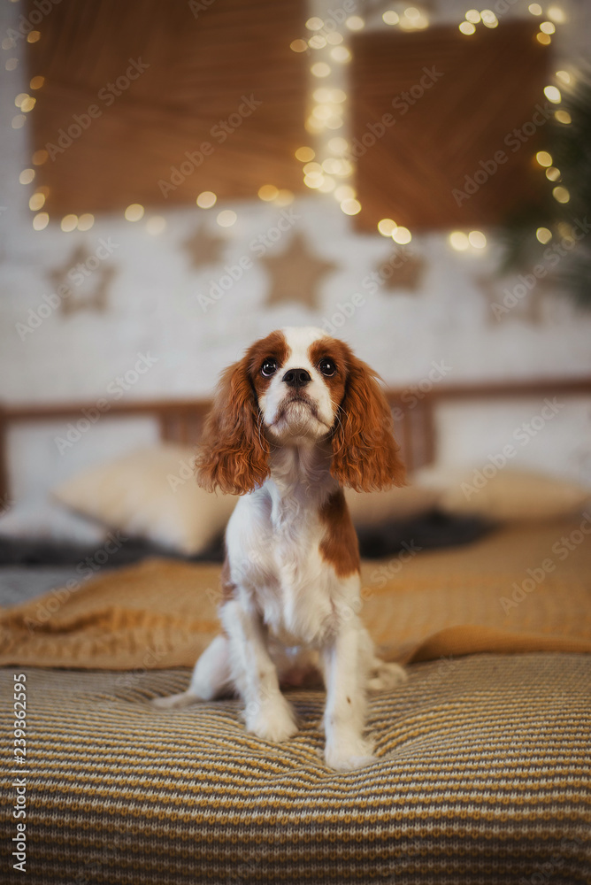 Foto de Cavalier King Charles spaniel portret in Christmas studio lying ...
