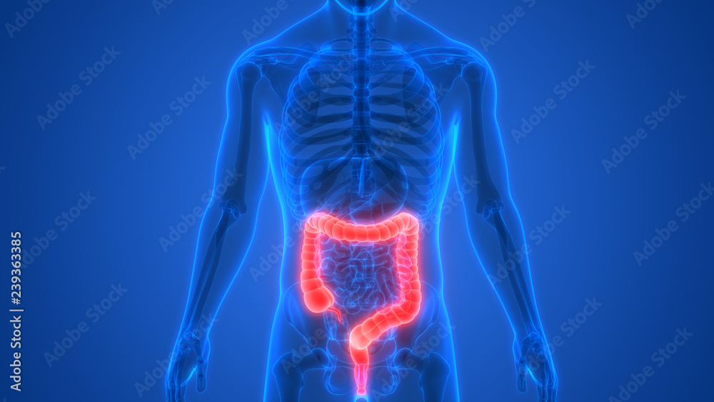 Human Digestive System Large Intestine Anatomy Stock Illustration ...