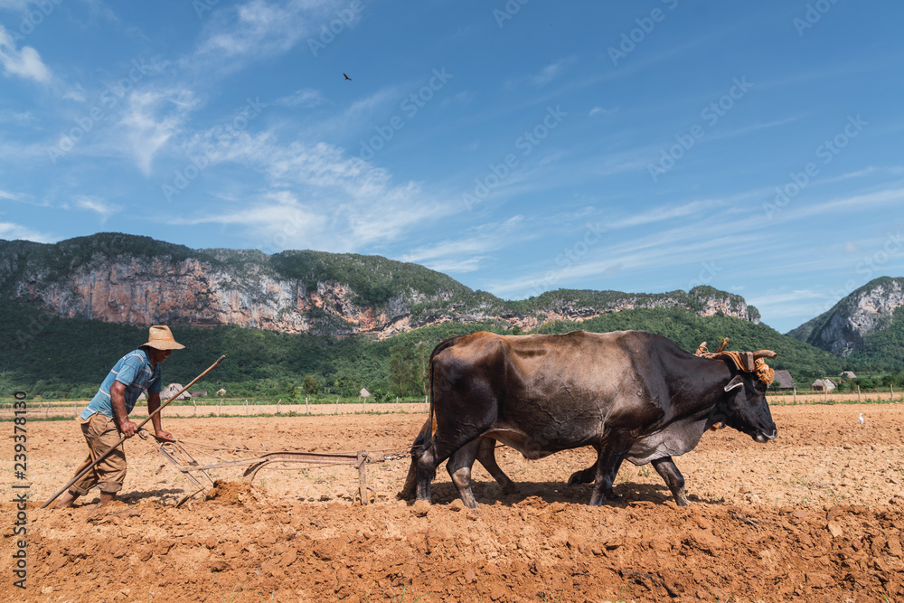 Man cultivating land with plough and oxen in farm near hills Stock ...
